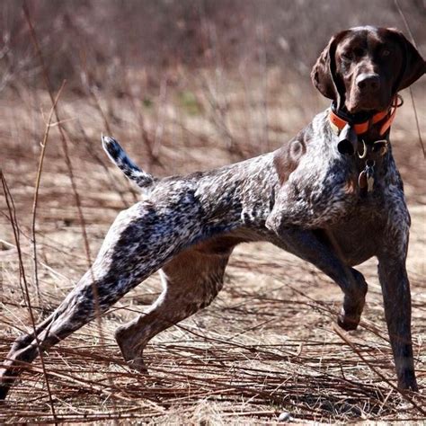 german shorthaired pointer hunting