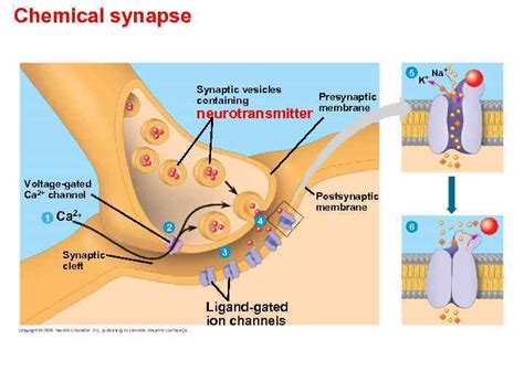 Chapter Neurons Synapses And Signaling Power Point