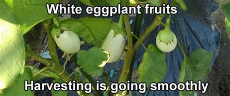 White Eggplant Plant Care Additional Fertilizing For White Eggplants