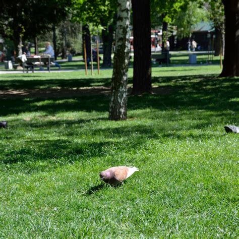 Газонная травосмесь для городского озеленения Лужайка Газонная трава семена многолетних трав