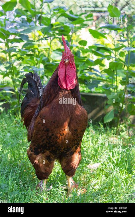 Old Cock On Grass Stock Photo Alamy