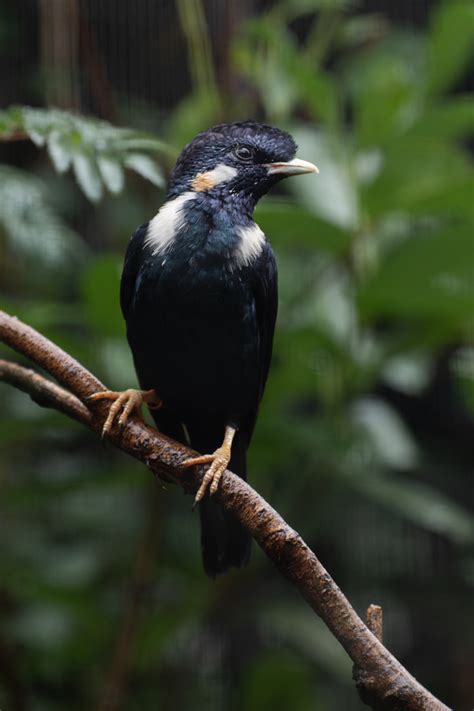 Sulawesi Myna Basilornis Celebensis Zoochat