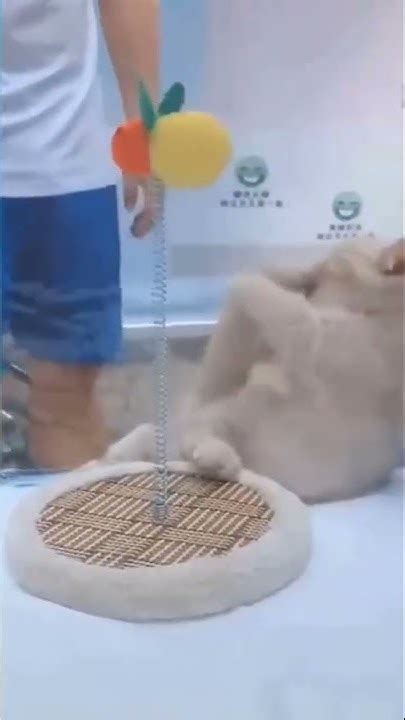 고양이 장난감추천 스프링장난감가지고 놀기 Youtube
