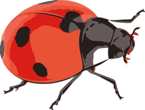 Explore 991 Free Ladybug Illustrations Download Now Pixabay