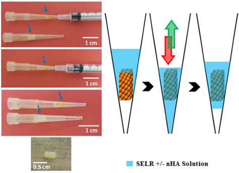 Figure 1 From Performance Of Multiphase Scaffolds For Bone Repair Based On Two Photon
