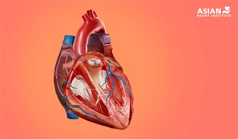 Heart Valve Diseases Symptoms Causes And Treatment Options