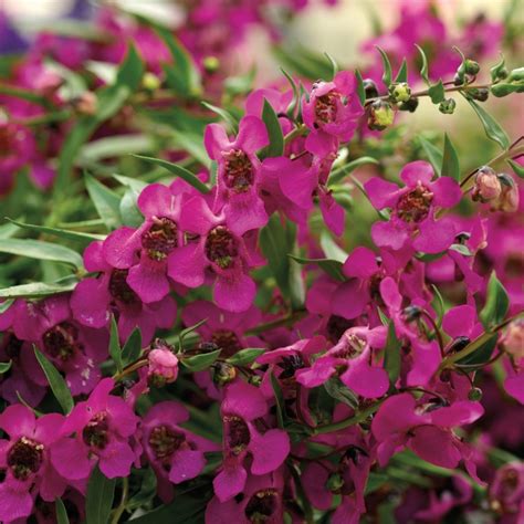 Angelonia Angustifolia Carita™ Cascade Raspberry Summer Snapdragon