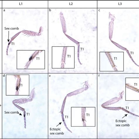 Ectopic Sex Combs Of A PcG Mutant A F Sex Comb Phenotype Of Download Scientific Diagram