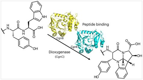 Sebastian Adam On Linkedin Unusual Peptide Binding Proteins Guide Pyrroloindoline Alkaloid