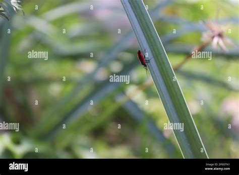 Bug On Grass Stock Photo Alamy