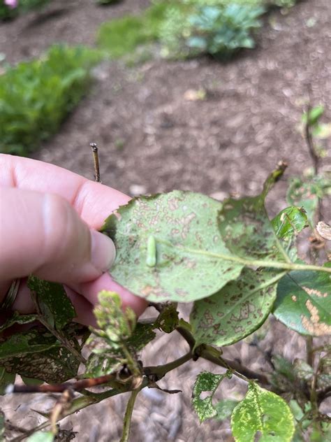 Help My Poor Roses Rgardening