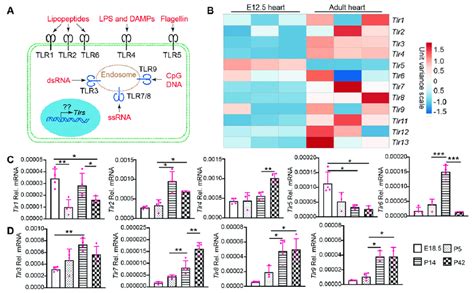 The Expression Of Tlr Genes In Different Age Hearts A Schematic