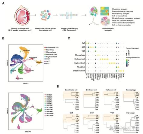 单细胞测序揭示人胎盘内皮细胞及滋养细胞的异质性和分化 知乎