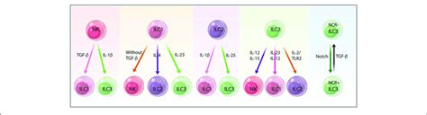 The Plasticity Between Innate Lymphoid Cell Ilc Subsets Mature Download Scientific Diagram