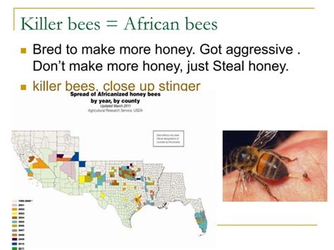 Insect Behaviorppt Beekeeping Hobbies And Interests