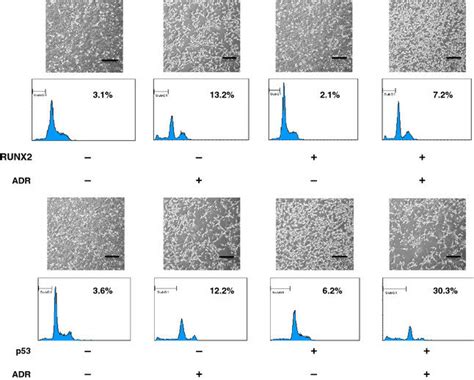 Runx2 Prohibits Adr Mediated Cell Death U2os Cells Were Transfected