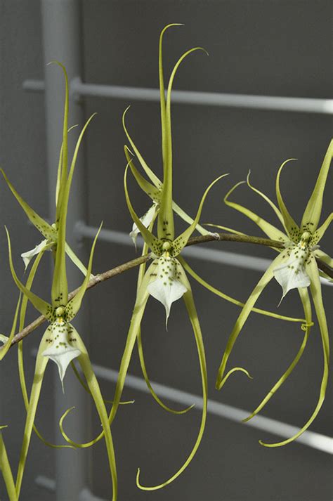 Brassia