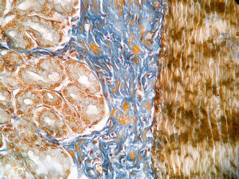 Cat Duodenum Lm Stock Image C009 3451 Science Photo Library