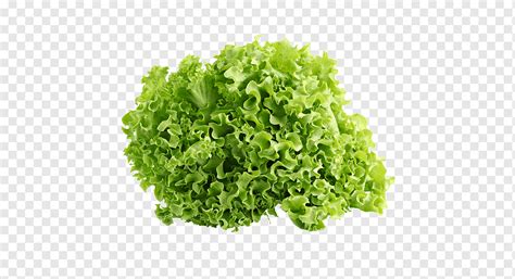 빙산 양상추 잎 야채 샐러드 꽃 상추 붉은 잎 양상추 양상추 음식 과일 야채 Png Pngwing