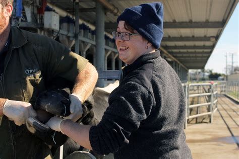 A Rat Test For Fe Dairy Country