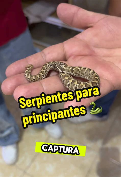 Serpientes Ideales Para Principiantes En El Cuidado De Reptiles Tiktok