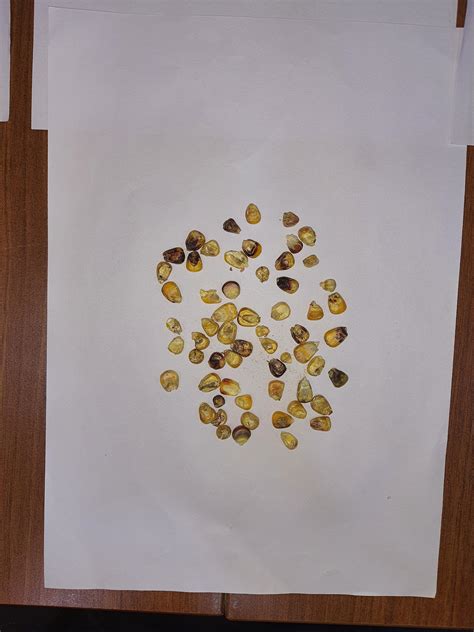 Grain Dataset Object Detection Dataset By Corn
