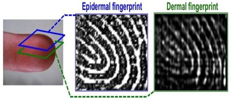 Fingerprint Systems Sensors Image Acquisition Interoperability And
