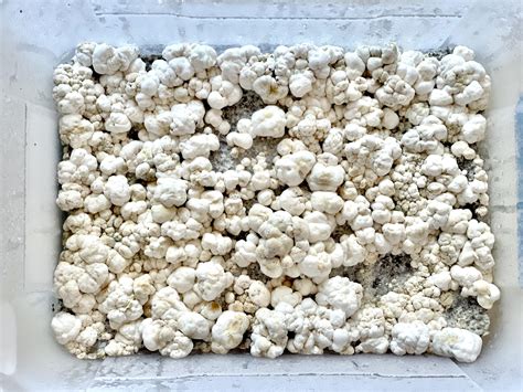 Pe Blob Canopy [actives] R Mushroomgrowers