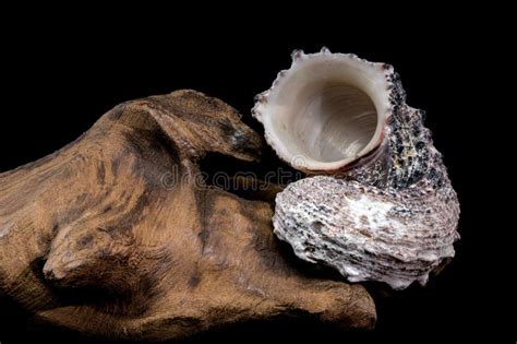 Angaria Delphinus Shell On Driftwood Stock Image Image Of Closeup Spiral 353877883