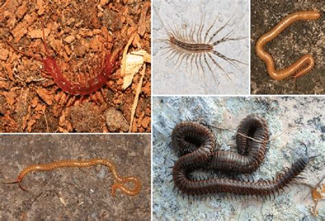 6 Quelques Espèces De Chilopodes Orya Barbarica à Droite En Bas