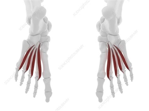 Lumbrical Muscles Illustration Stock Image F025 7146 Science Photo Library