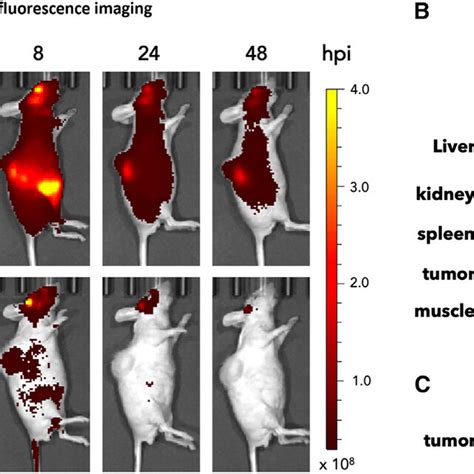 Fluorophore Affects Aptamer Biodistribution In Vivo Cy7 Or
