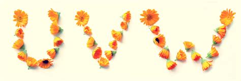 메리 골드 꽃의 영어 알파벳 편지 U V W 꽃 글꼴 컬렉션 아름다운 금송화 꽃 편지 고유 작성자 글꼴입니다 부드러운 빈티지 필터 U W 문자 0명에 대한 스톡 사진 및