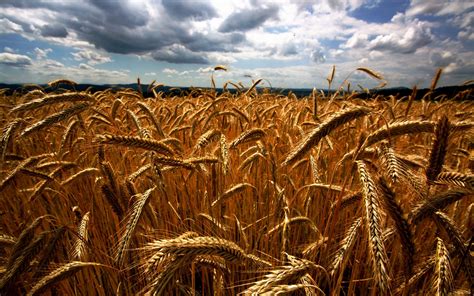 Пшеничное поле Основной цвет обоев Натуральная умбра