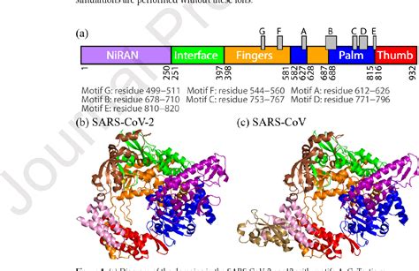 Figure 1 From Dynamic Properties Of Sars Cov And Sars Cov 2 Rna Dependent Rna Polymerases