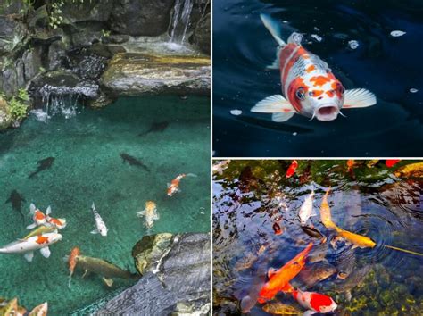 Popular Types Of Koi Fish Variety Care Classification Guide