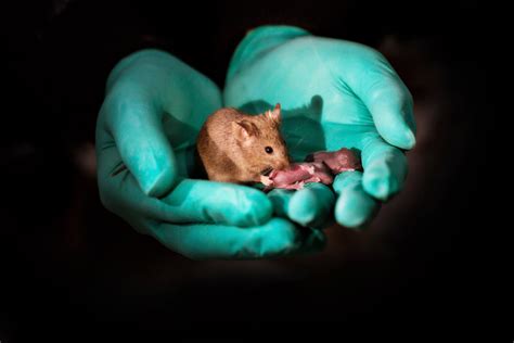With Stem Cells And CRISPR Scientists Breed Mice With Same Sex Parents