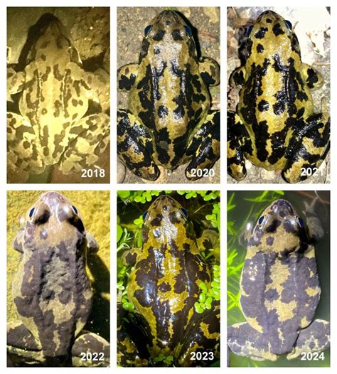 How Common Frog Population Monitoring Helps Us Identify Frogs Silviu