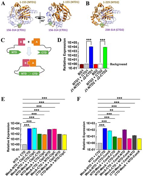 development of a split luciferase complementation assay a and b