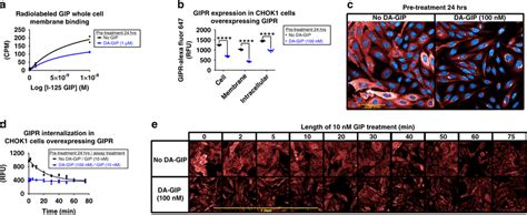Chronic Gipr Agonism Increases Membrane Gipr Internalization In Vitro A