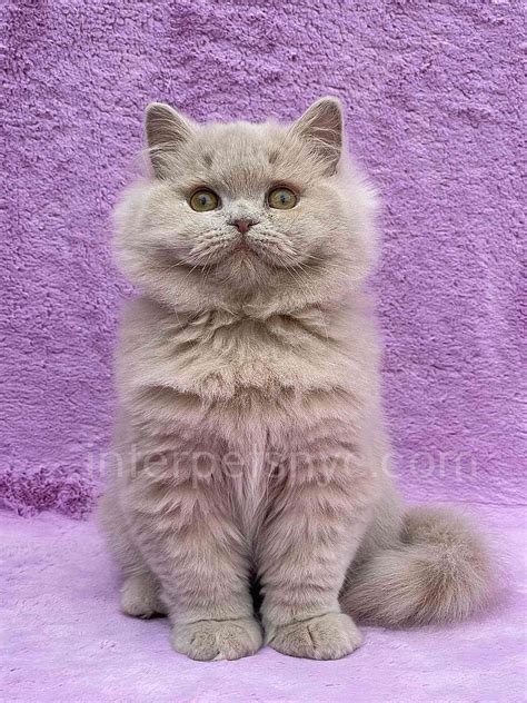 Tutsi Female Interpets Nyc