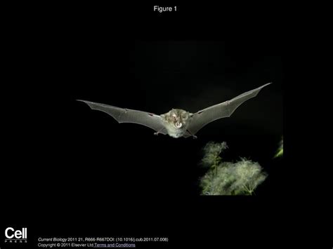 Sensory Biology Bats Feel The Air Flow Ppt Download