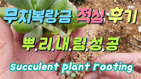 뿌리내림 성공했습니다다육식물 번식 후기영상 아프리카tv Vod