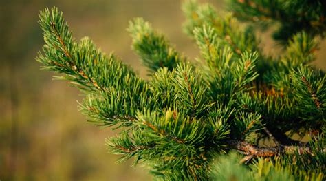 9 Common Pine Tree Diseases To Watch For In Your Landscape
