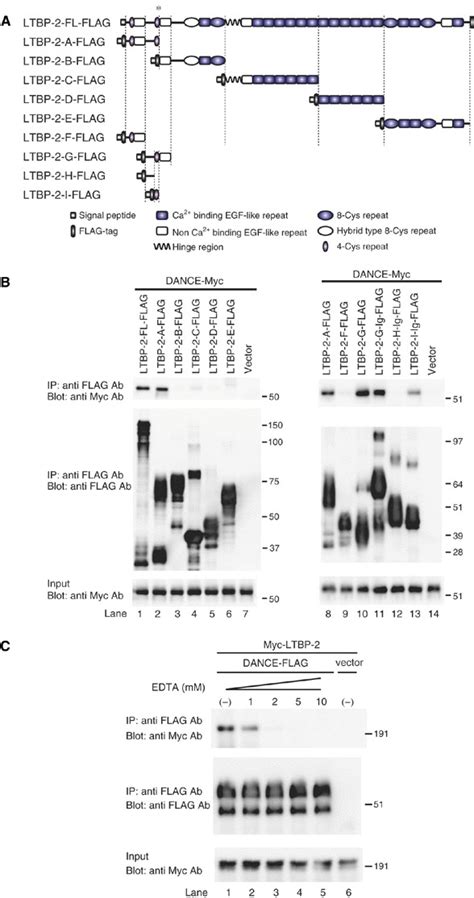 Schematic Representation Of The Ltbp 2 Truncation Mutants And Mapping