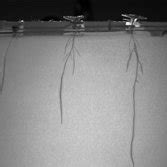 PDF Measuring Plant Root Growth