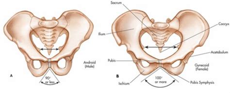 Gynecologic Examination Flashcards Quizlet