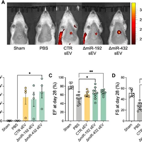 Cardiac Function Was Improved After Echo Guided Sev Administration To