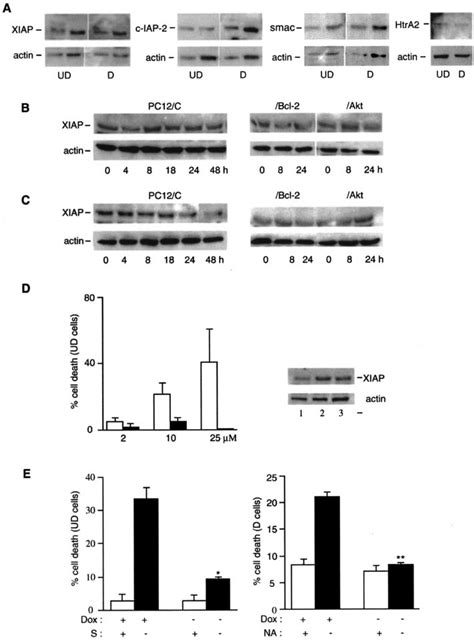 Acquisition Of Iap Regulation Of Cell Death In Differentiated Cells A Download Scientific