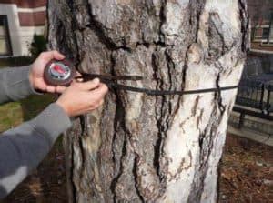 Tree Age Calculator How To Estimate A Tree S Age